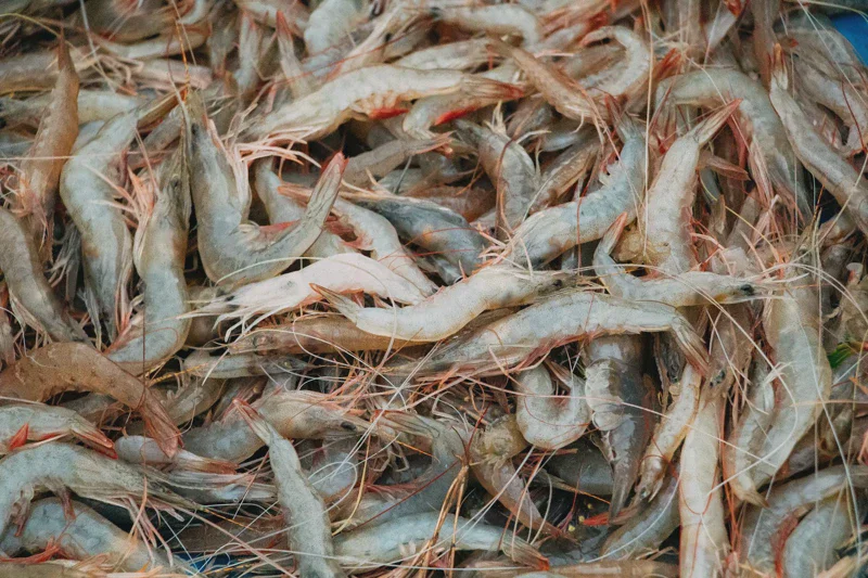 Prabowo Panen Udang di Kebumen, Harga Terbaru 2026 Tembus Angka Fantastis